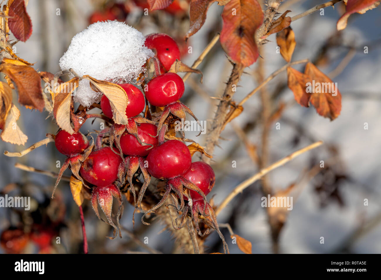 Closeup, macro on colorful red dog rose, rosehip in autumn. Some frost ...