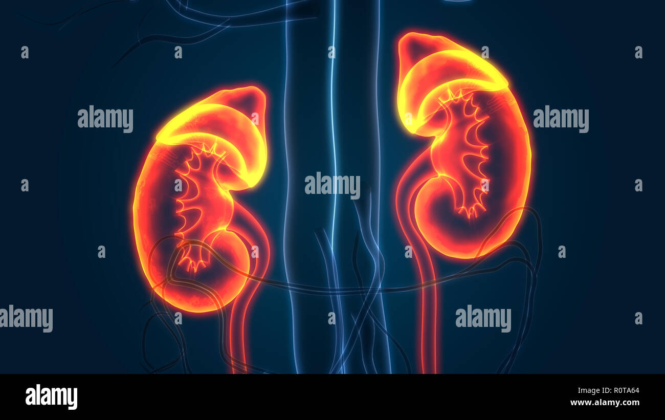 Human Urinary System Kidneys with Bladder Anatomy Stock Photo - Alamy