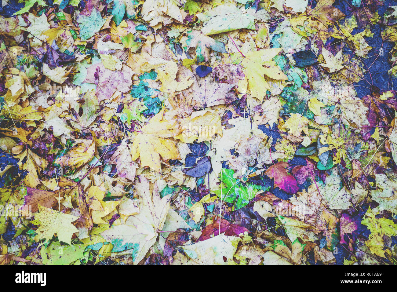 Autumn colorful fallen leaf litter for background Stock Photo - Alamy