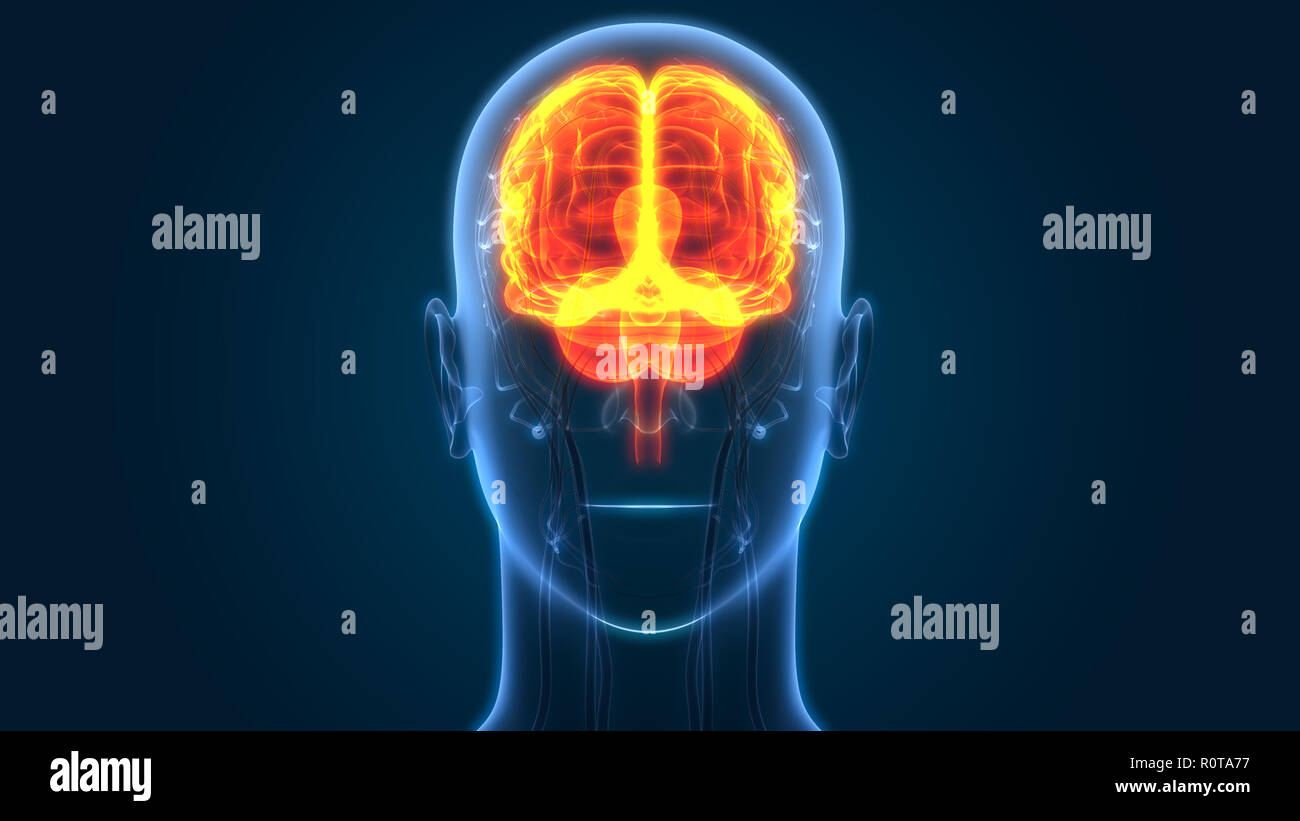 Human brain anatomy hi-res stock photography and images - Alamy