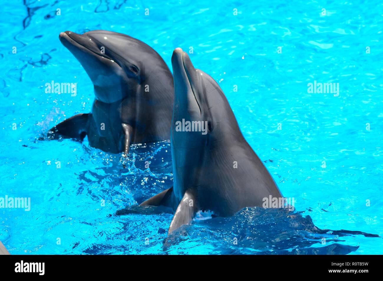 Dophin hi-res stock photography and images - Alamy