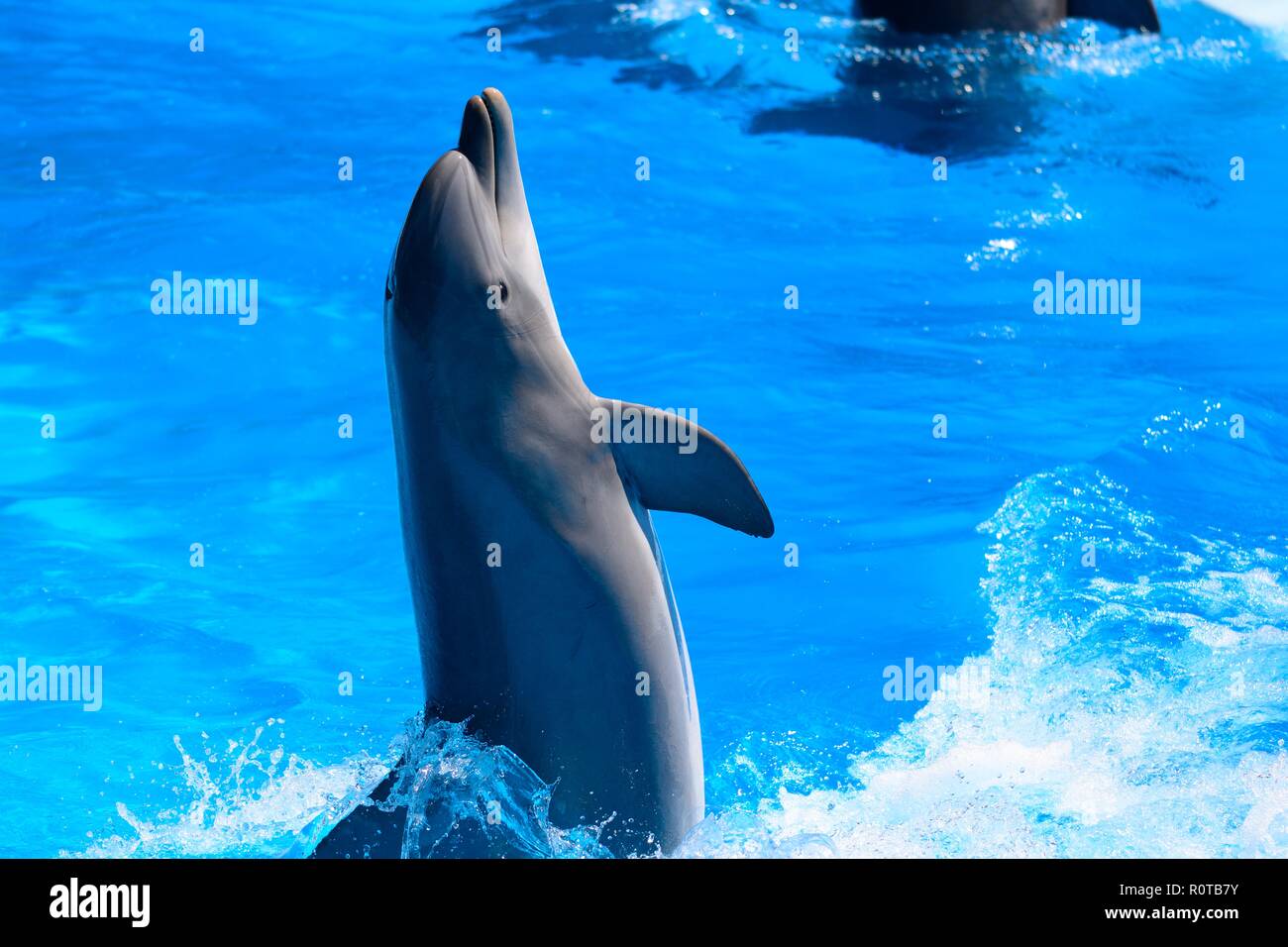 Close up of a dolphin performing in a dolphin show Stock Photo - Alamy