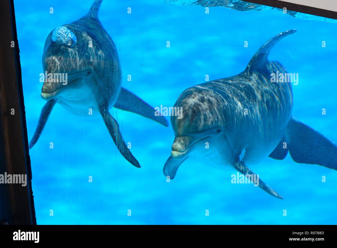 Dolphins underwater in a fish tank Stock Photo - Alamy