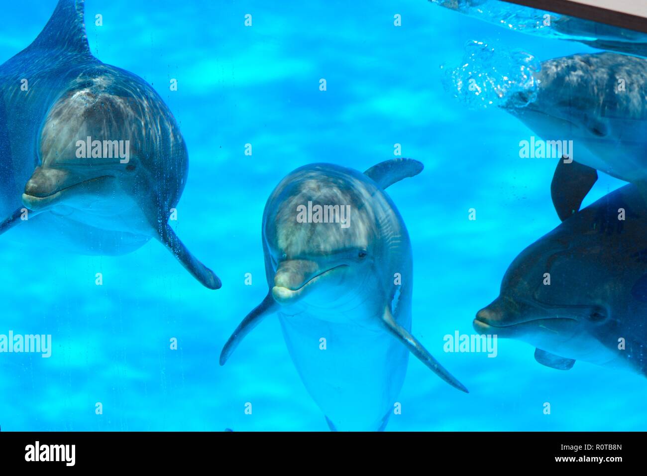 Dolphins underwater in a fish tank Stock Photo - Alamy