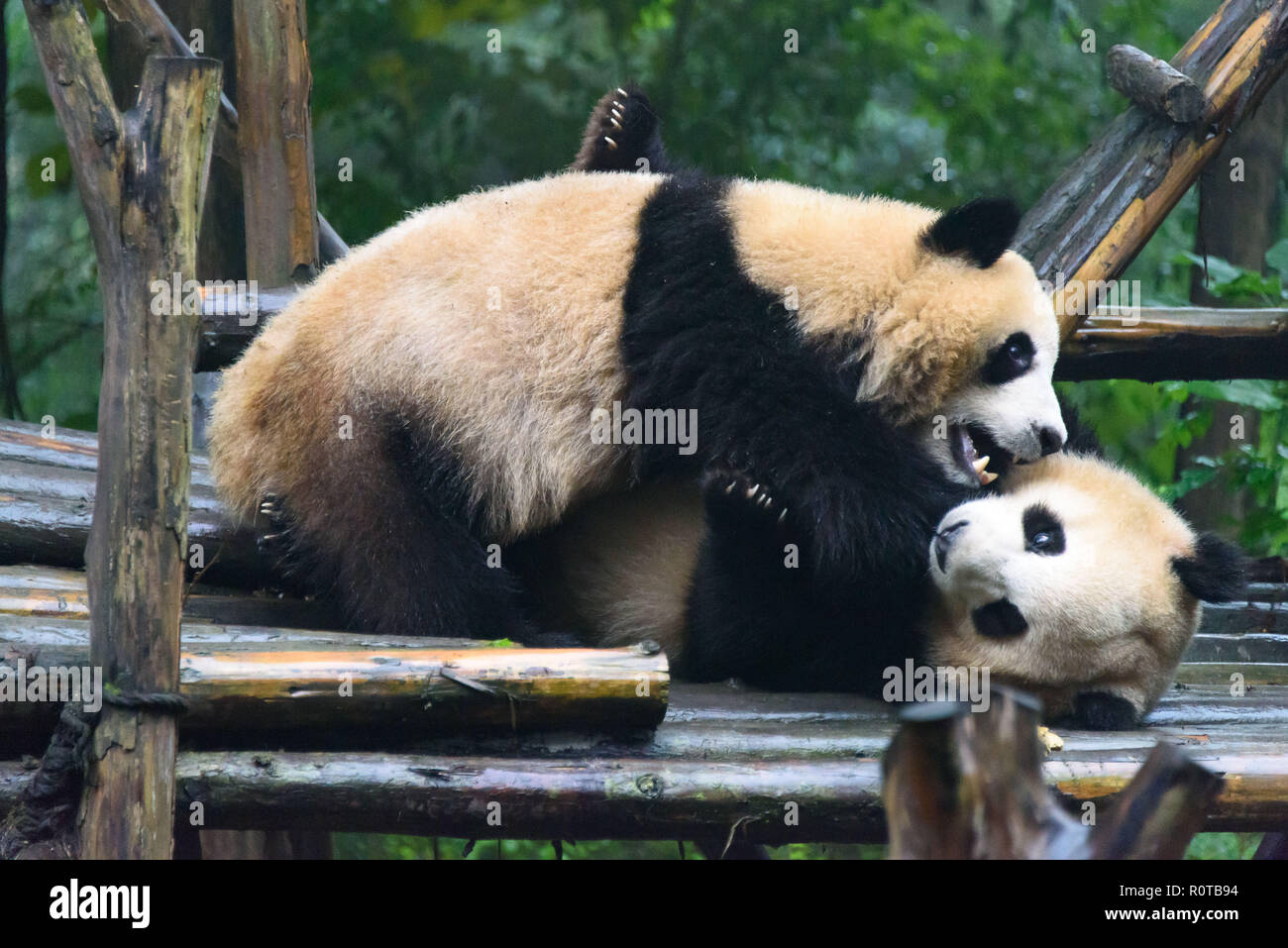 Two young panda playing, in Panda center of Chengdu Stock Photo - Alamy