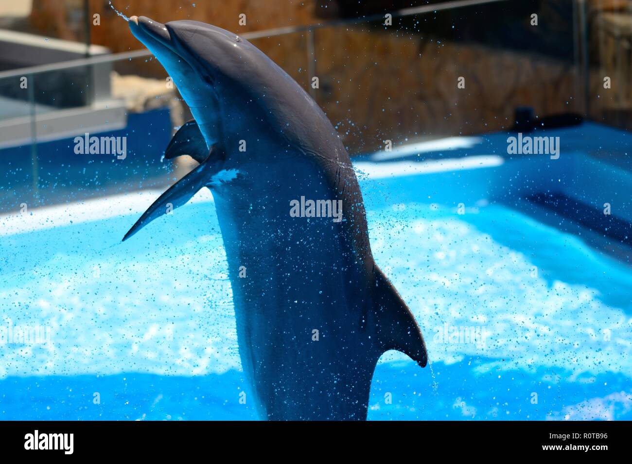 Close up of a dolphin performing in a dolphin show Stock Photo - Alamy