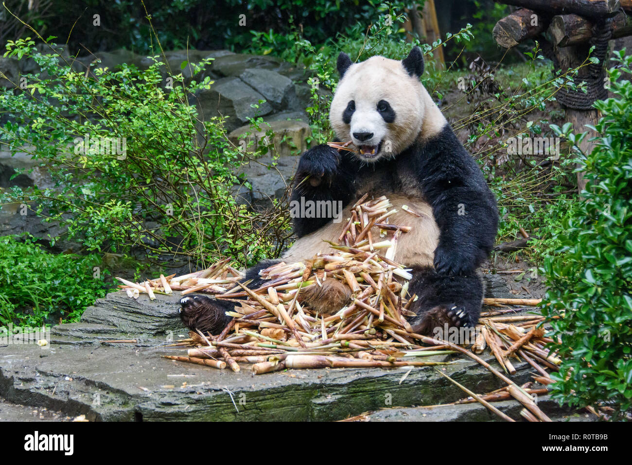 Panda Bear eating Bamboo in Panda Center of Chengdu Stock Photo - Alamy