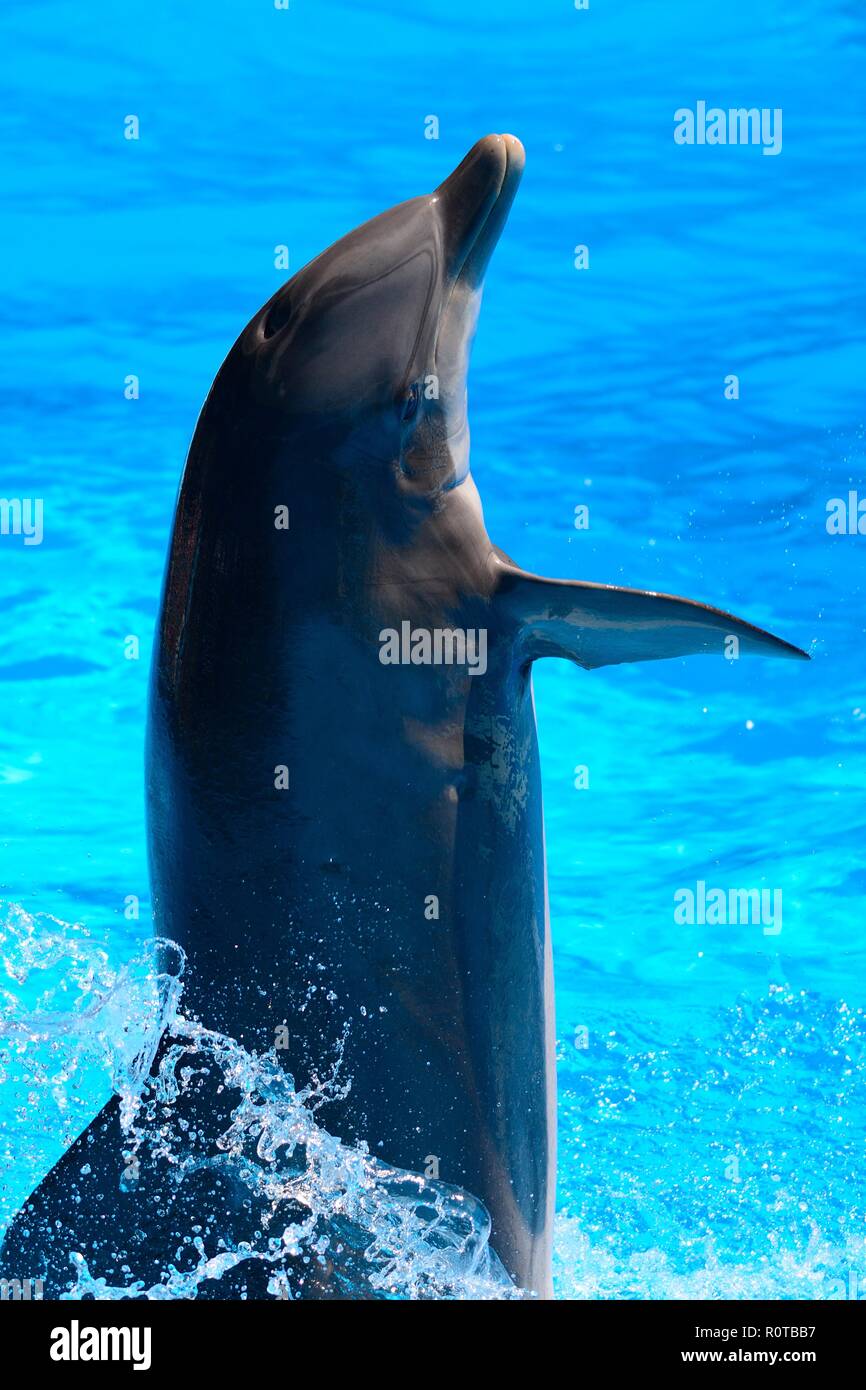 Dolphins aquarium vertical hi-res stock photography and images - Alamy