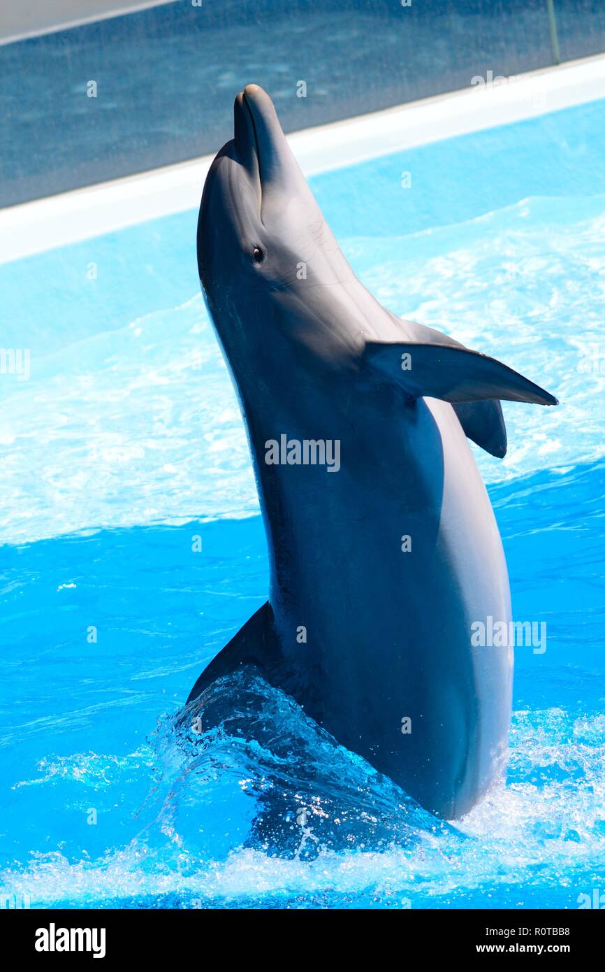 Dolphins aquarium vertical hi-res stock photography and images - Alamy