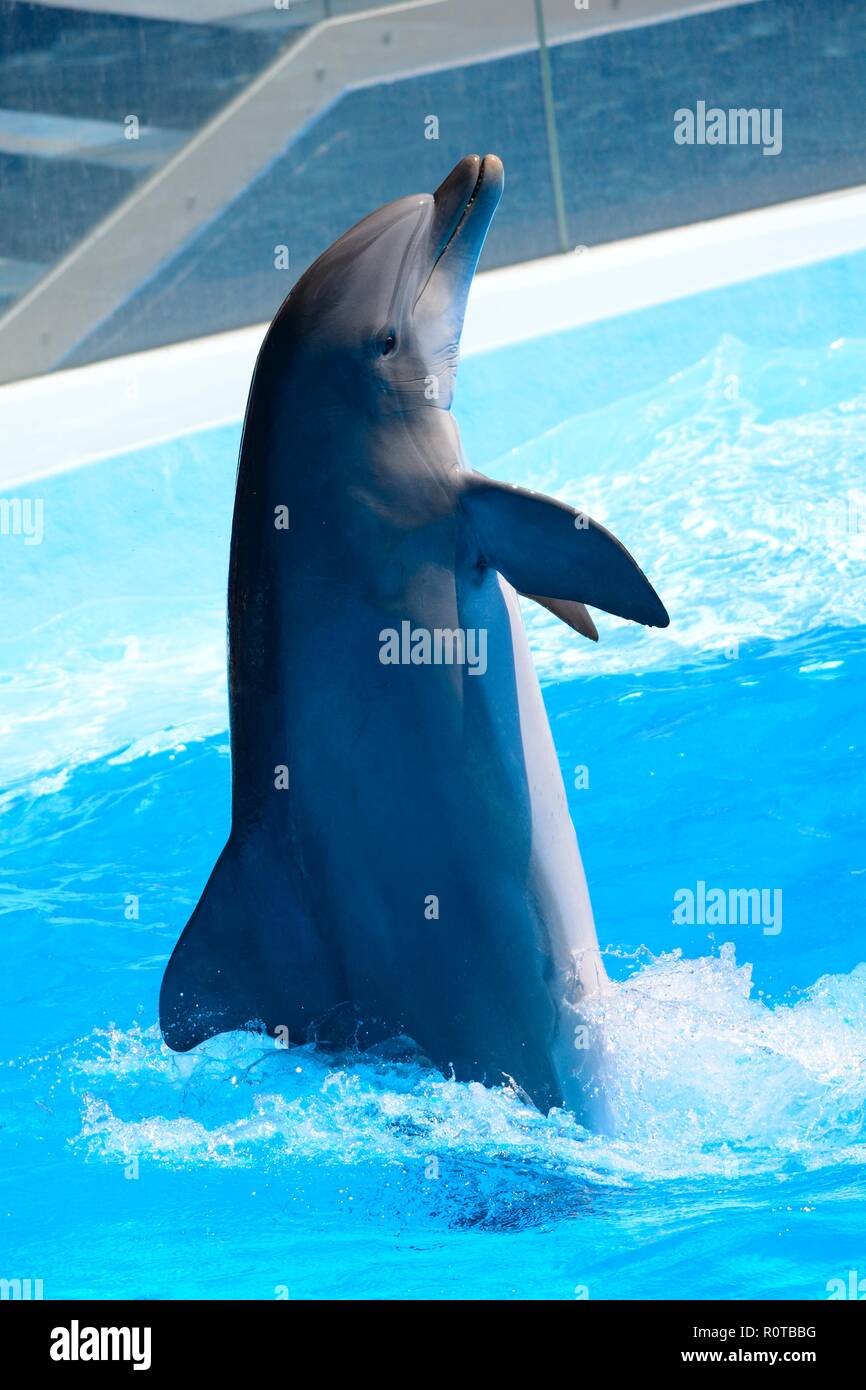 Close up of a dolphin performing in a dolphin show Stock Photo - Alamy