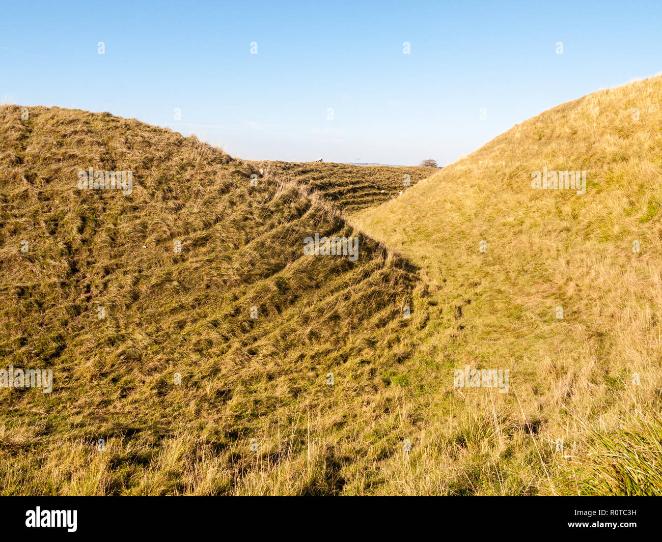maiden castle iron age old fortress landscape nature grassland animals ...