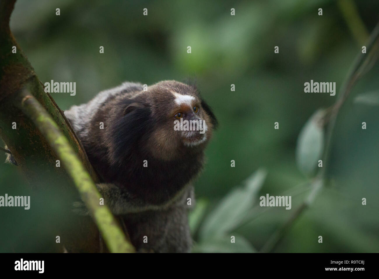 Monkey hanging hi-res stock photography and images - Alamy