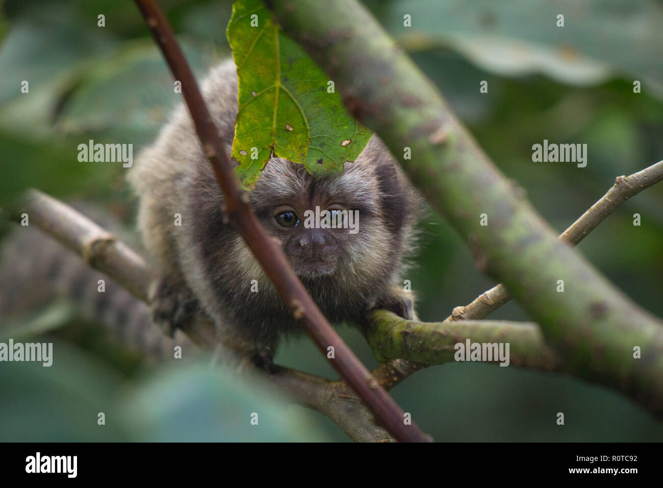 marmoset monkey hanging in a green branch in the woods of Florianopolis ...
