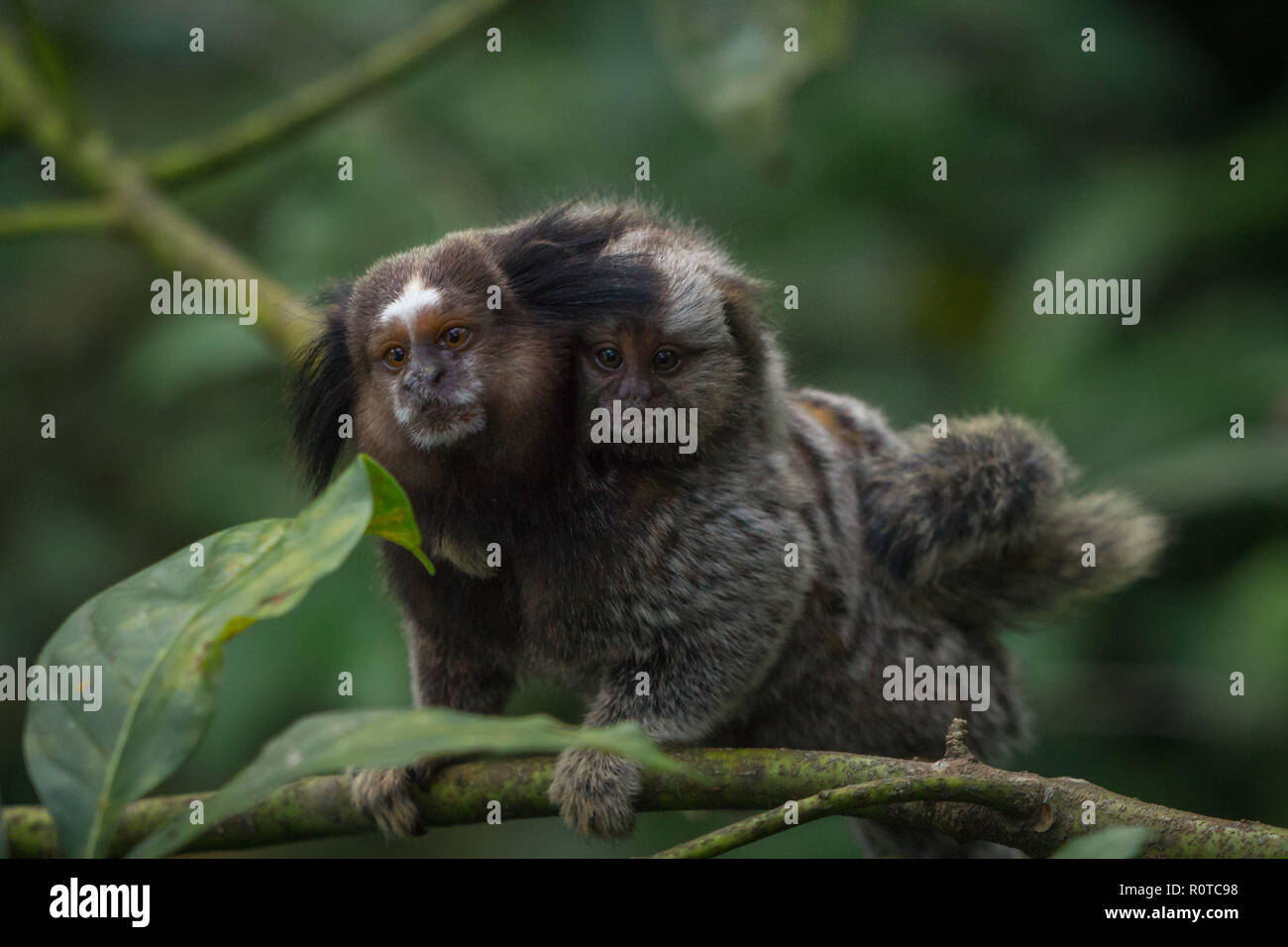 marmoset monkey hanging in a green branch in the woods of Florianopolis ...