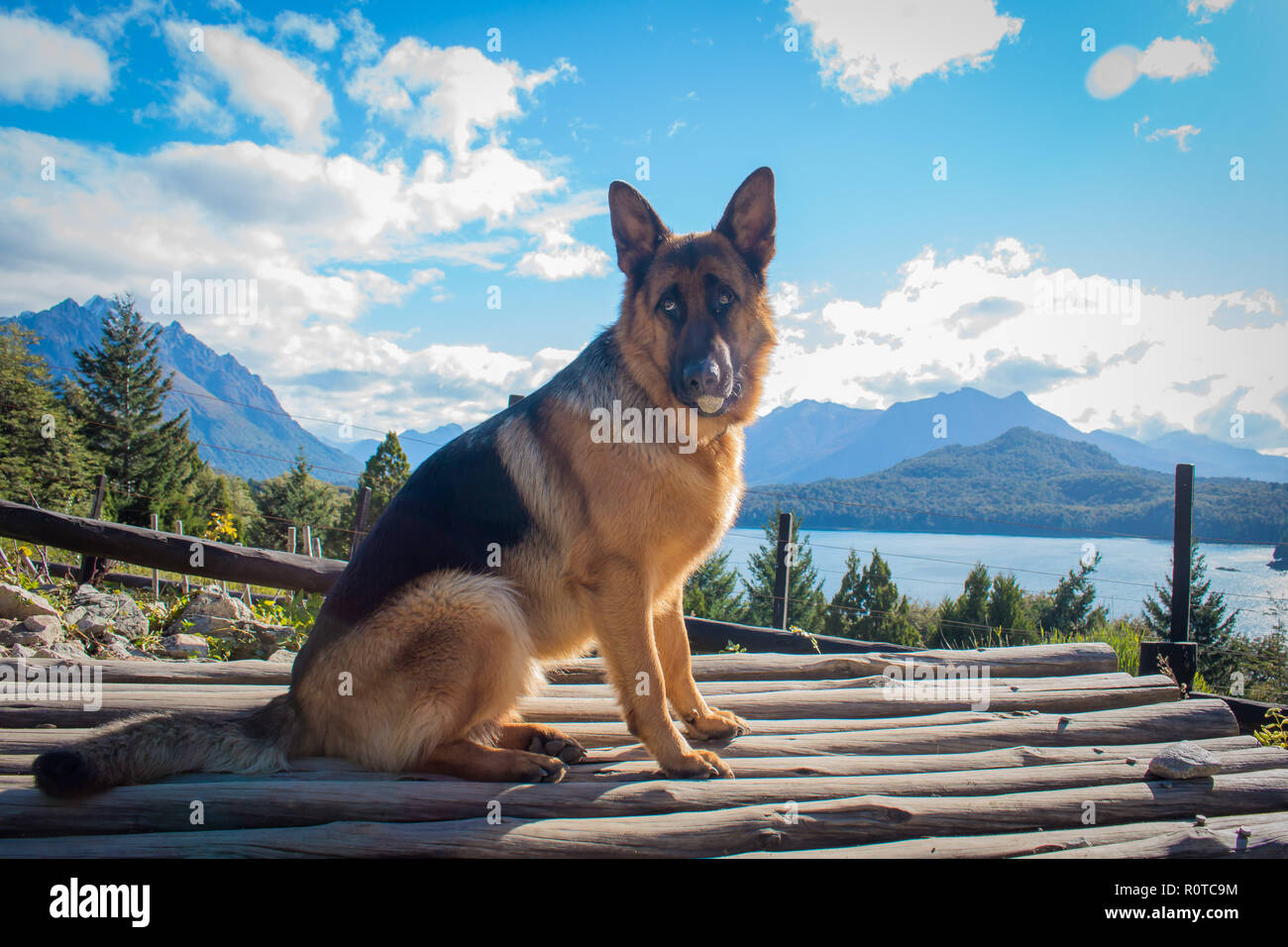 german shepherd dog with rock at mouth seated over deck wood with lake ...