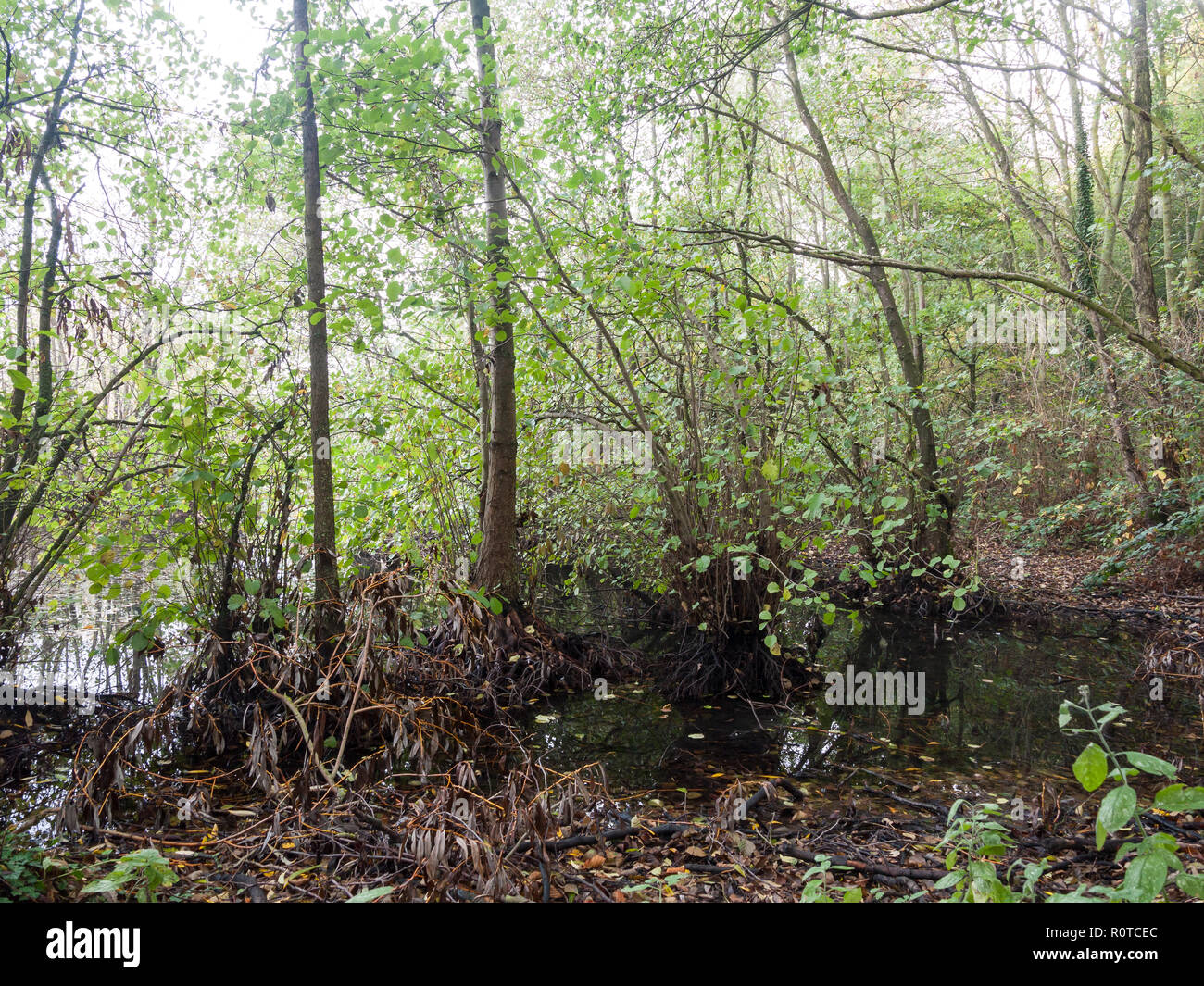 beautiful large tall trees green outside path landscape nature autumn ...