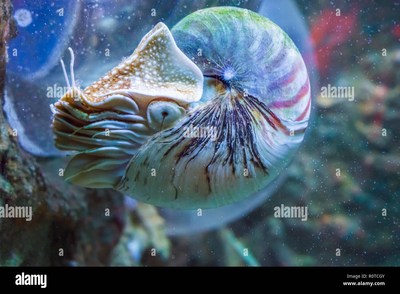 Nautilus squid a rare and beautiful living shell fossil underwater sea ...