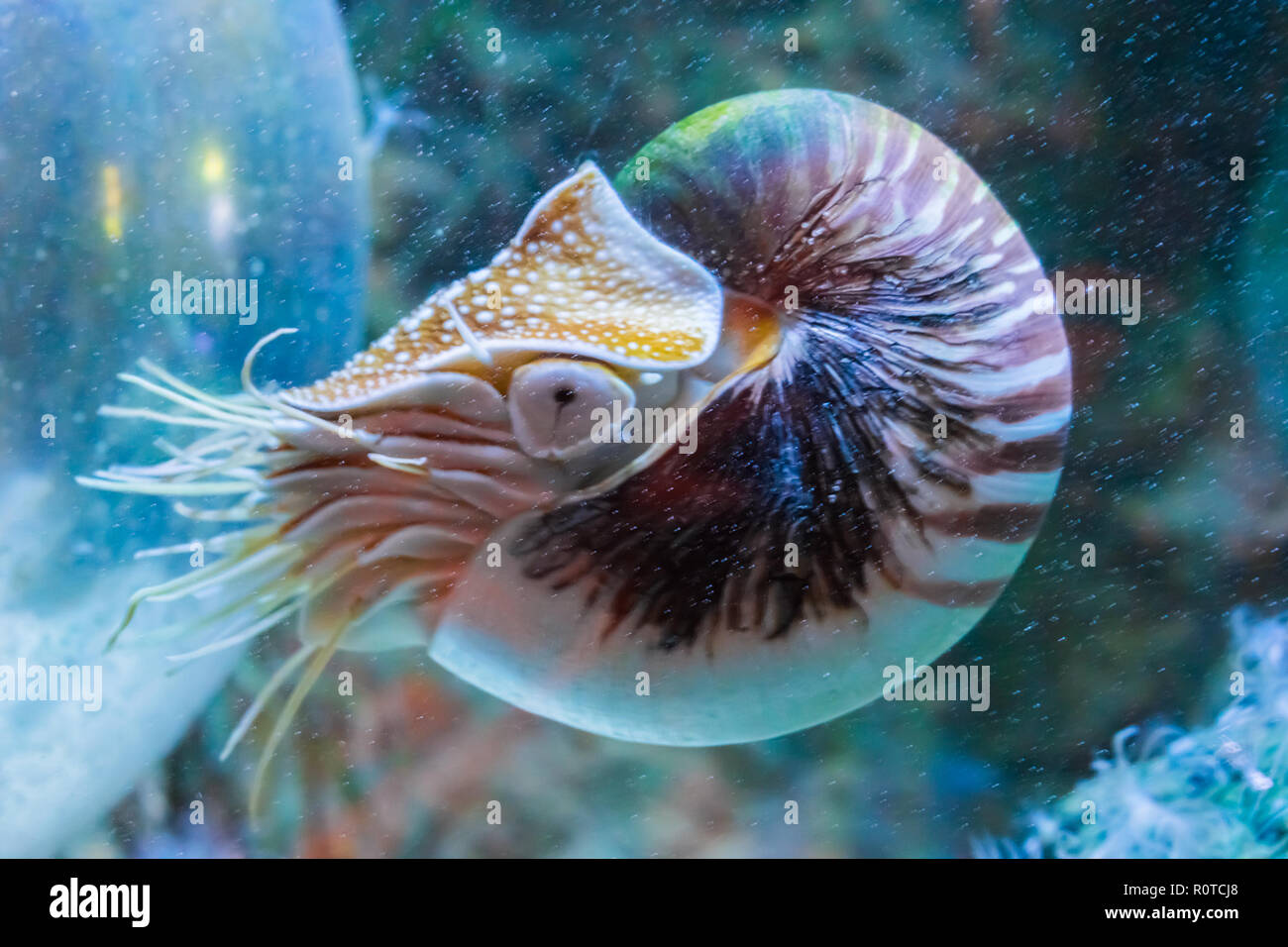 Rare tropical marine life portrait of a nautilus cephalopod a living ...