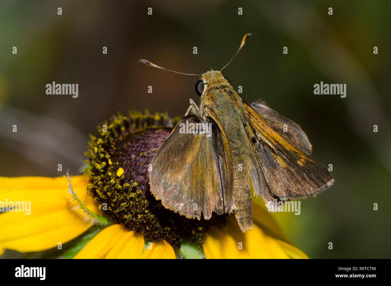 Susan skipper hi-res stock photography and images - Alamy