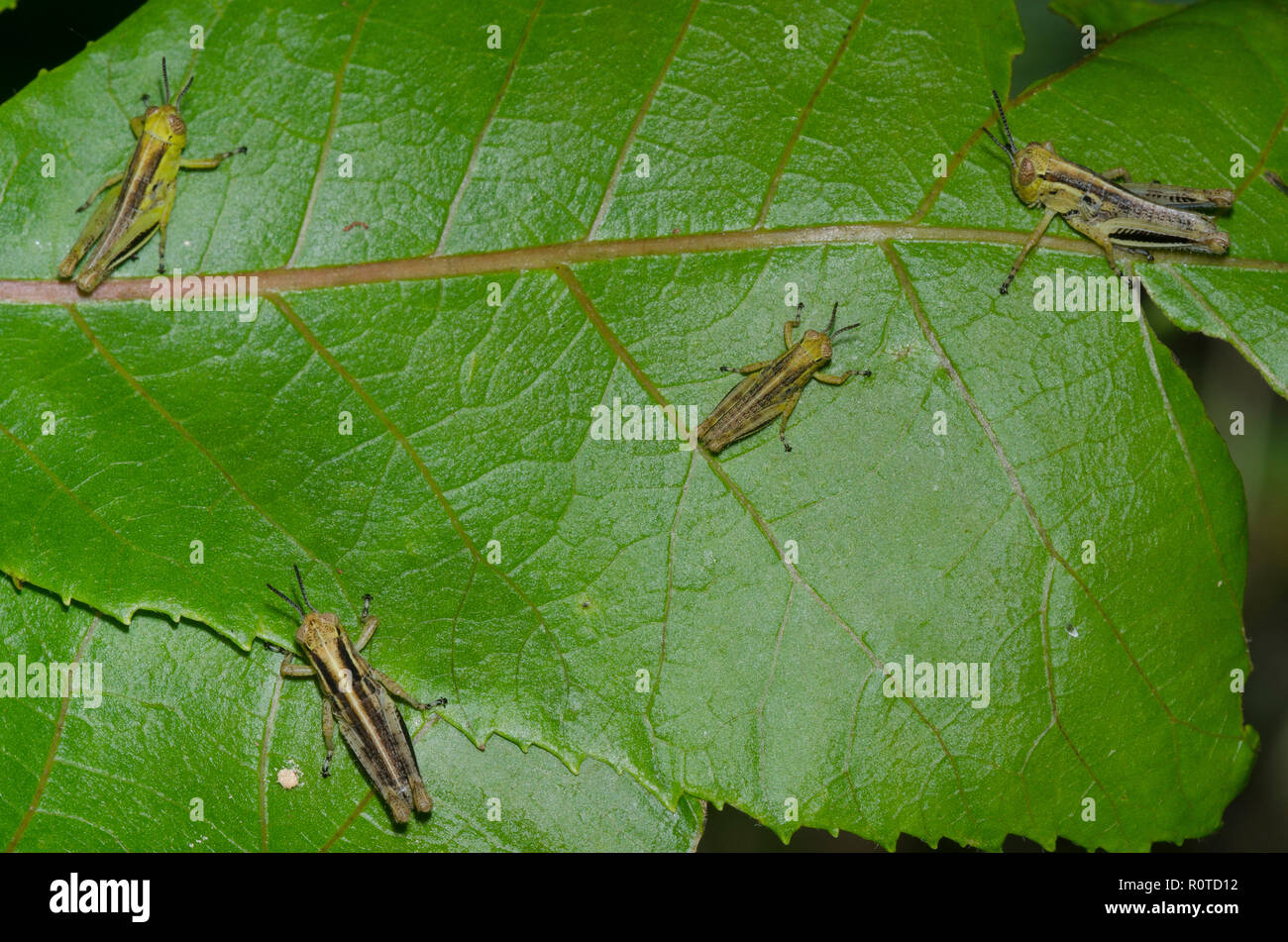 Two nymphs hi-res stock photography and images - Alamy