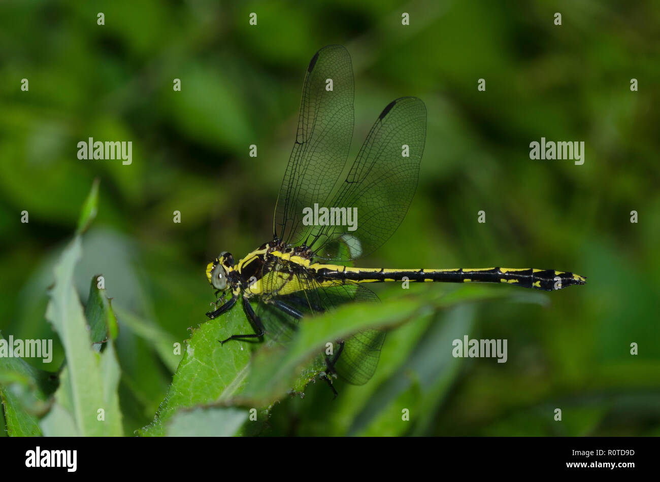 Black-shouldered Spinylegs, Dromogomphus spinosus, female Stock Photo ...