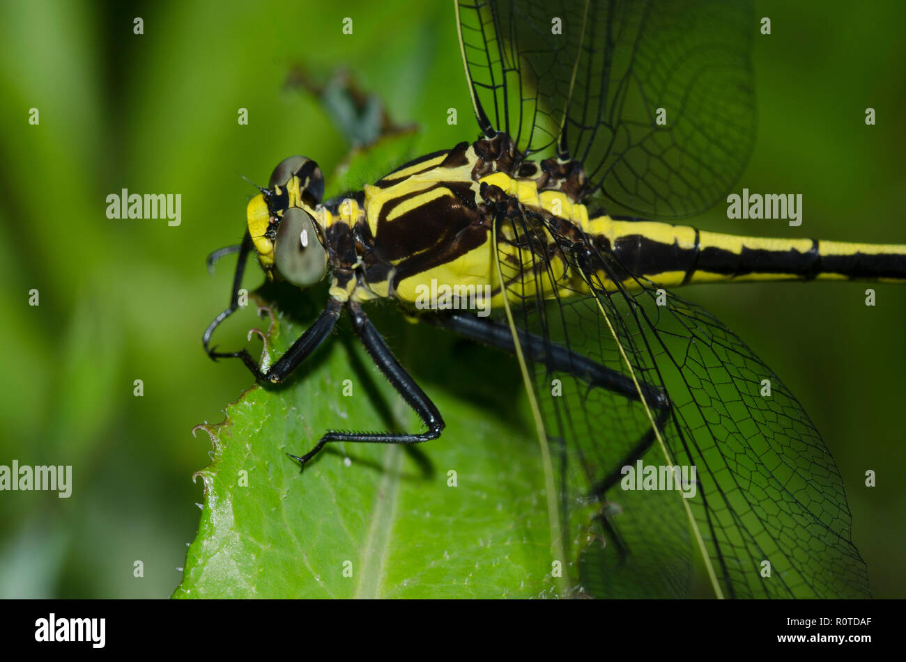 Black shouldered spinylegs hi-res stock photography and images - Alamy