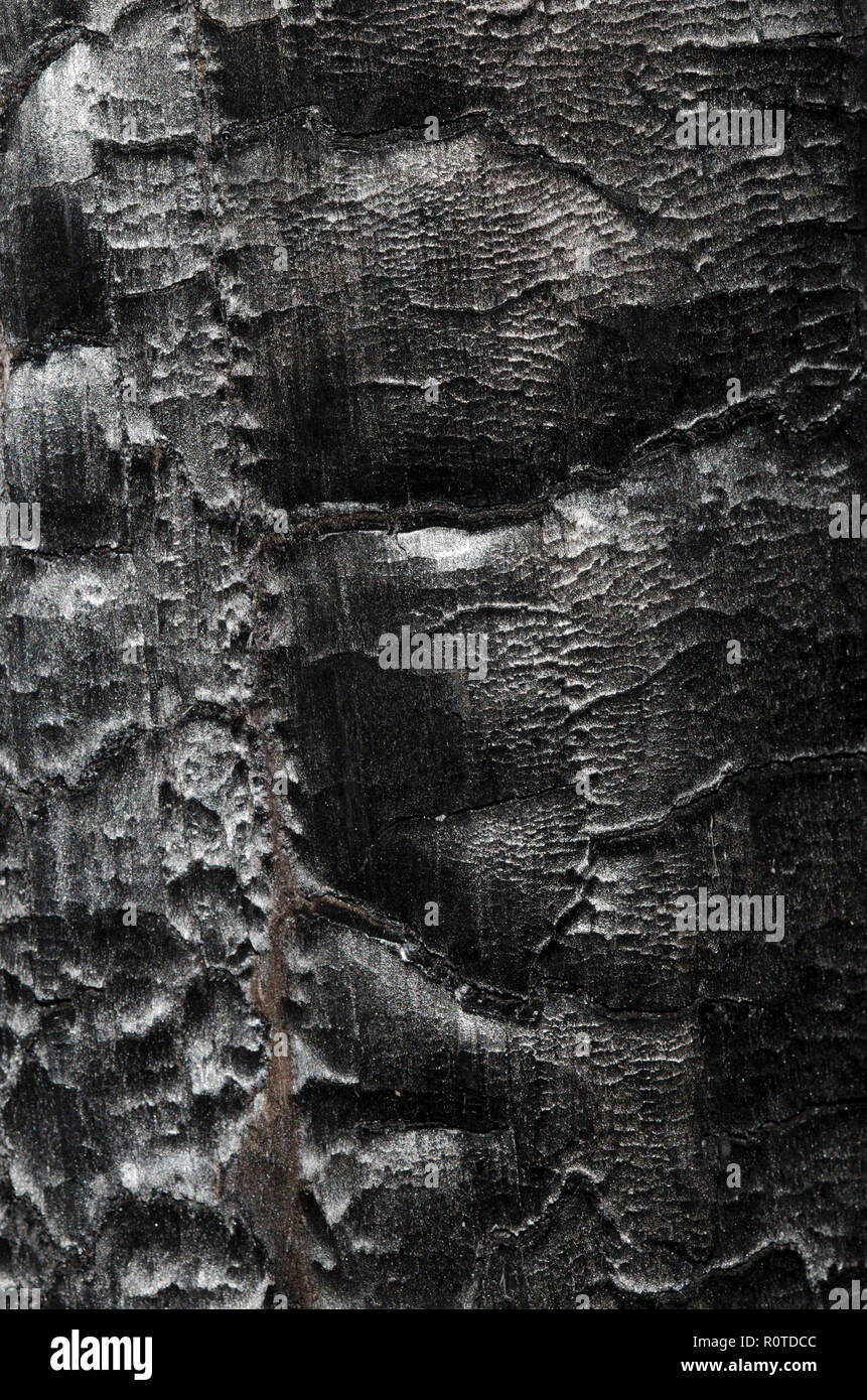 Damage to tree after wildfire Stock Photo - Alamy