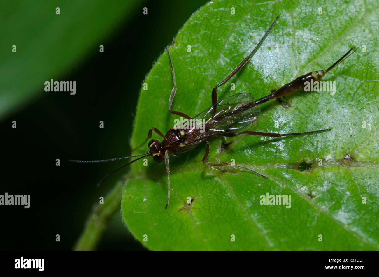 Anomalon sp hi-res stock photography and images - Alamy