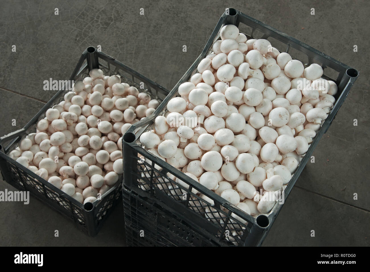 mushrooms in plastic boxes in the store for sale Stock Photo - Alamy