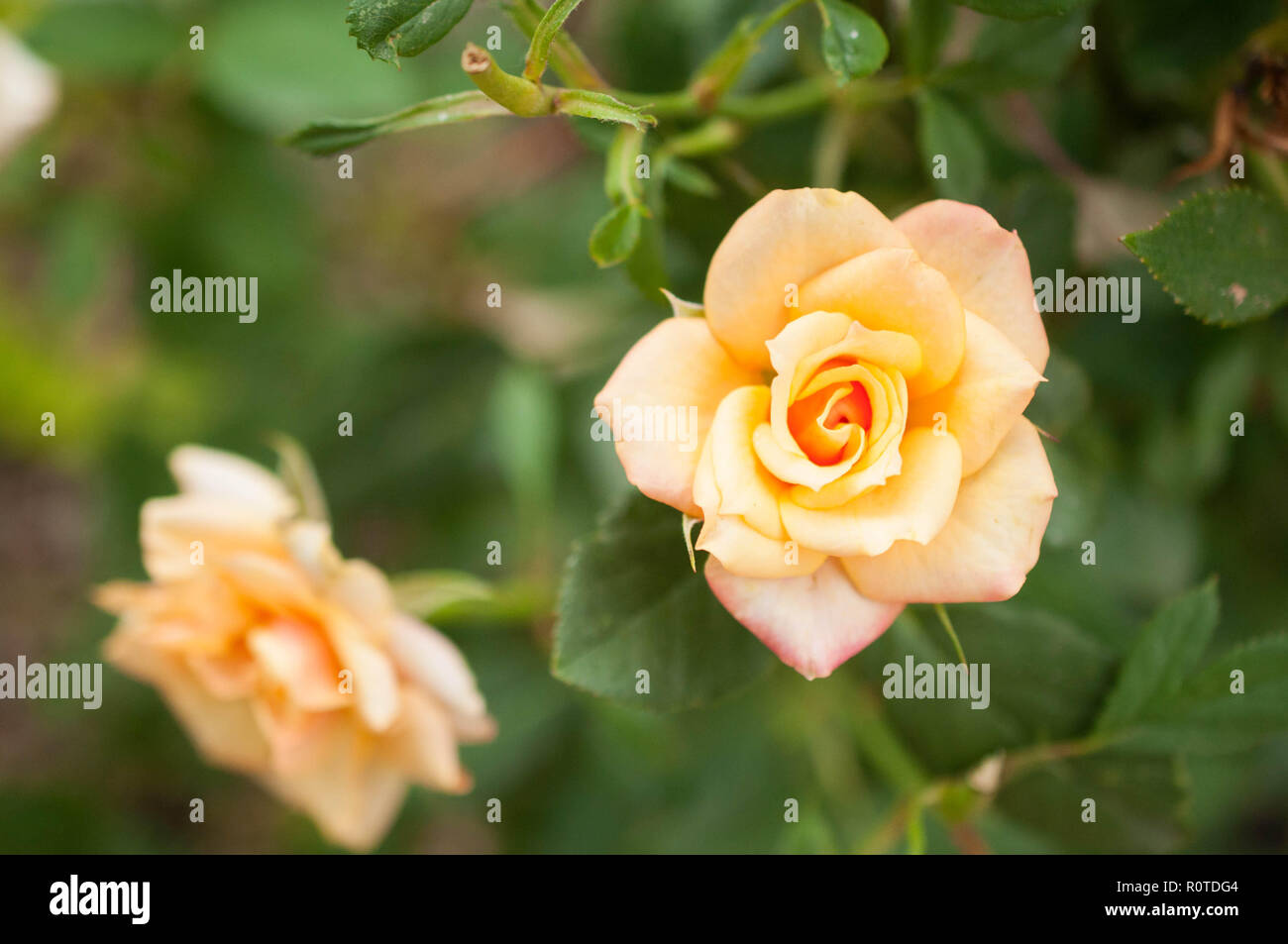 Earth kiss hi-res stock photography and images - Alamy