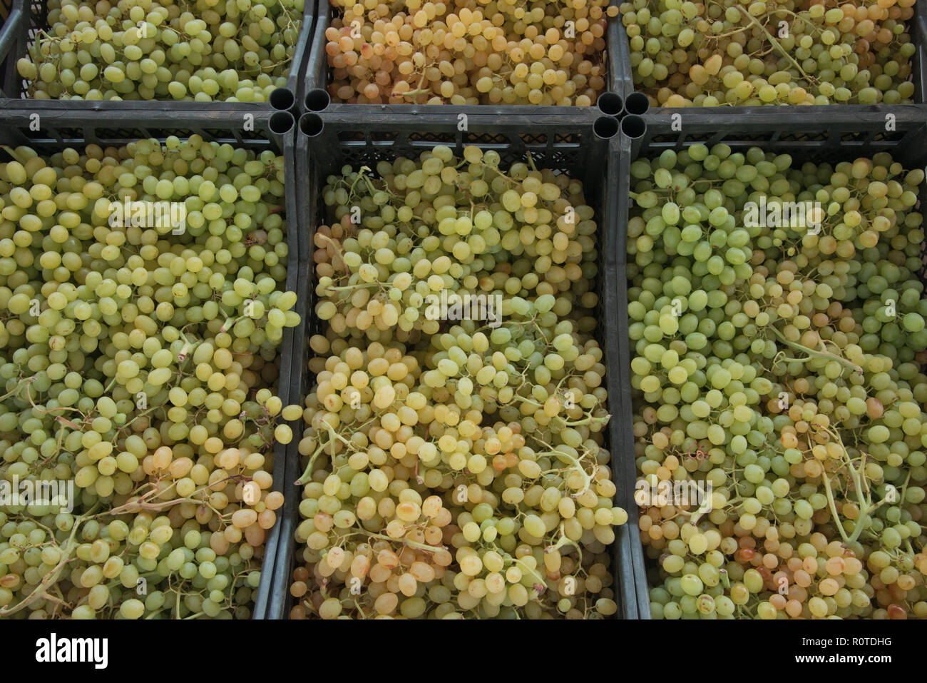 White grape cluster in box hi-res stock photography and images - Alamy