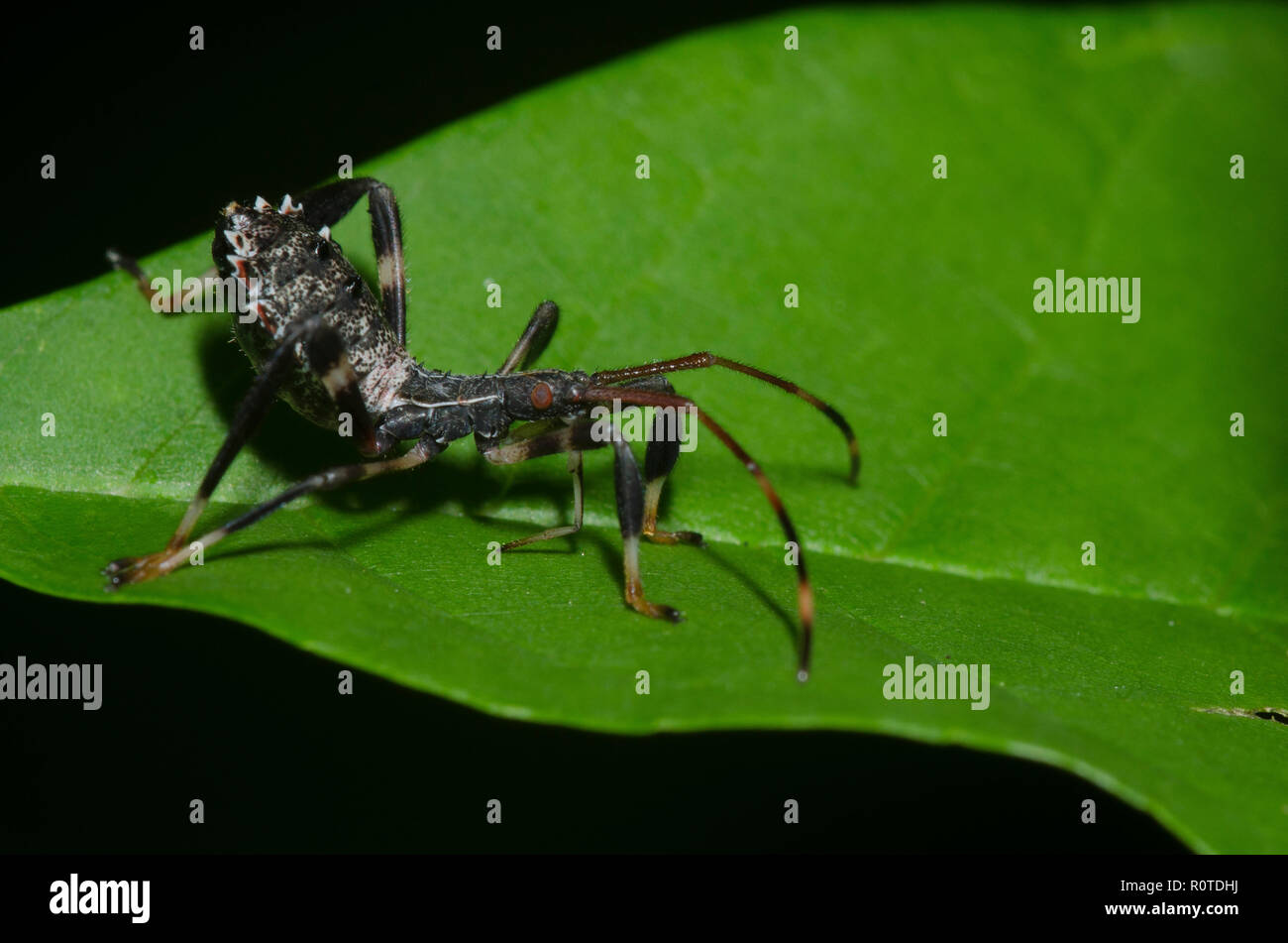 Acanthocephala Terminalis High Resolution Stock Photography and Images - Alamy