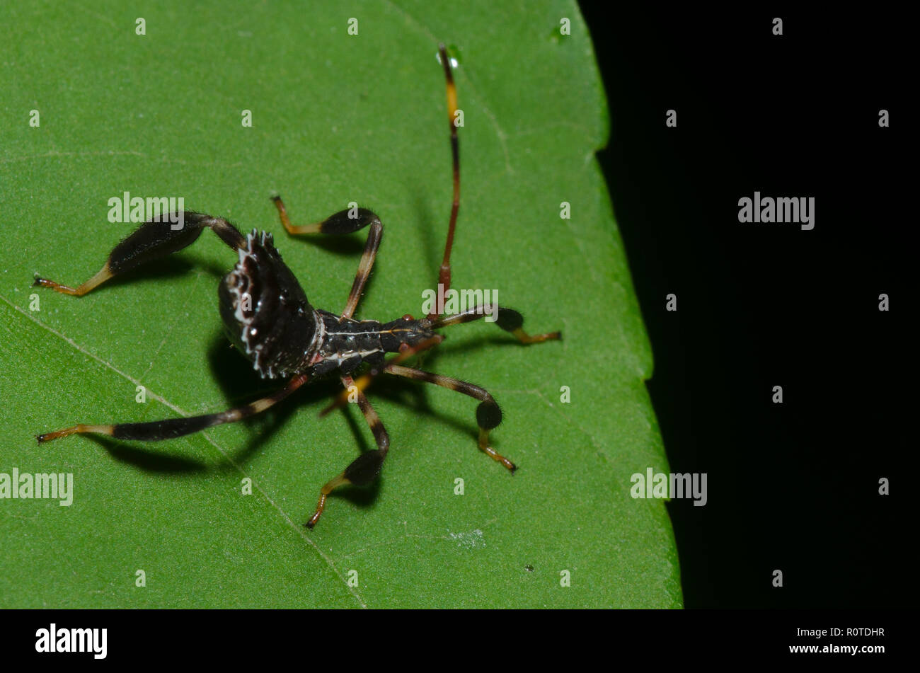 Leaf-footed Bug, Acanthocephala terminalis, nymph Stock Photo - Alamy