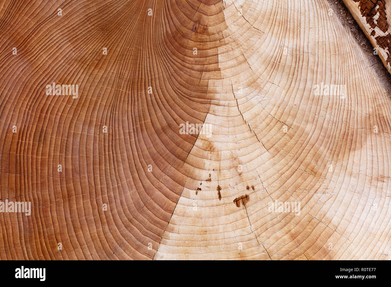 The wood ring texture background , close up Stock Photo - Alamy