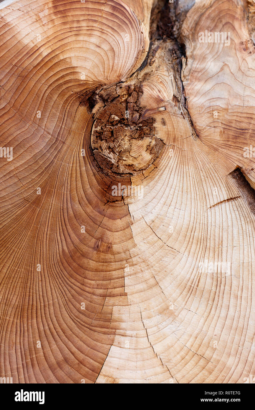 The wood ring texture background , close up Stock Photo - Alamy