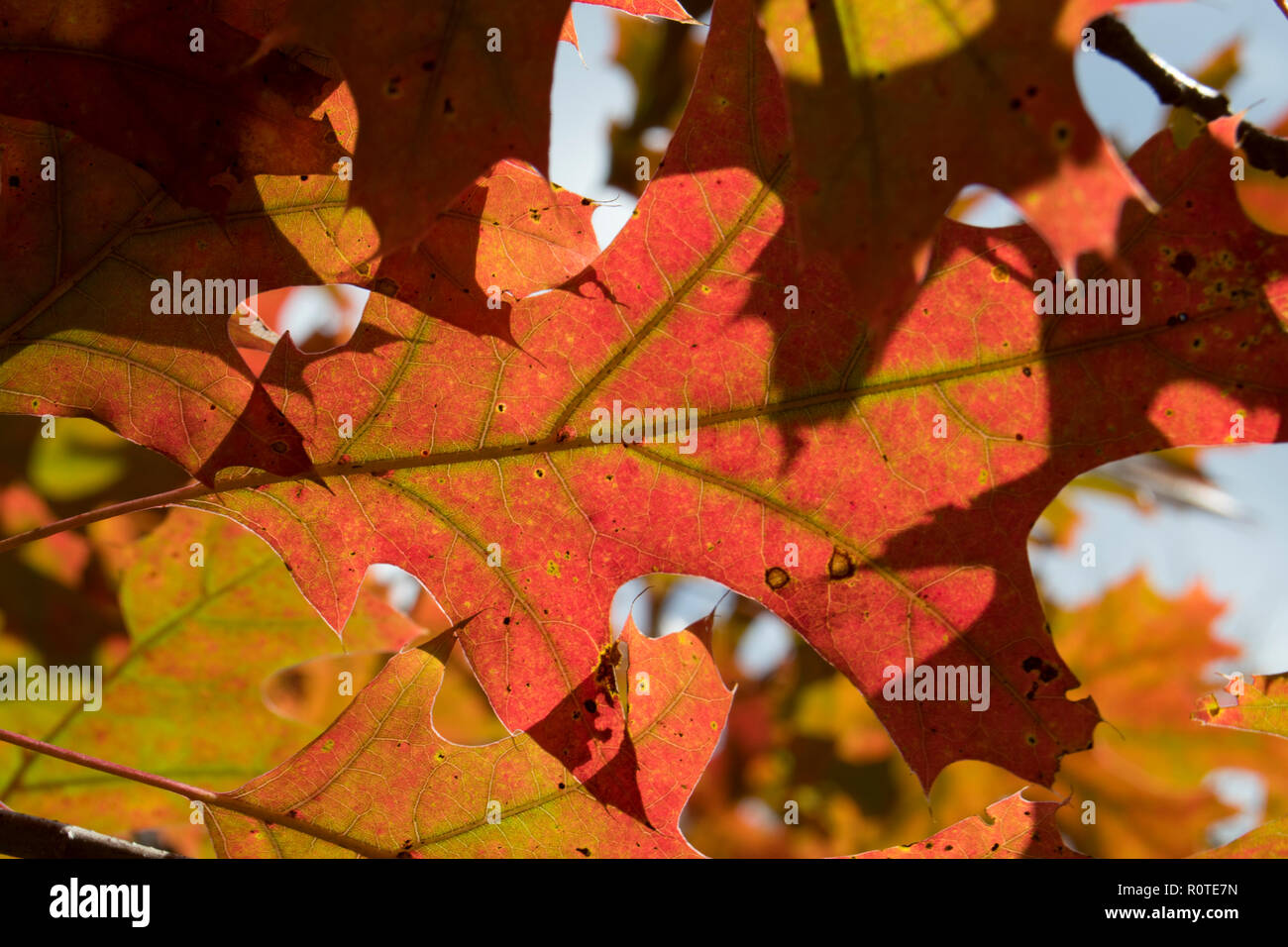 Fall leaves meditation Stock Photo - Alamy