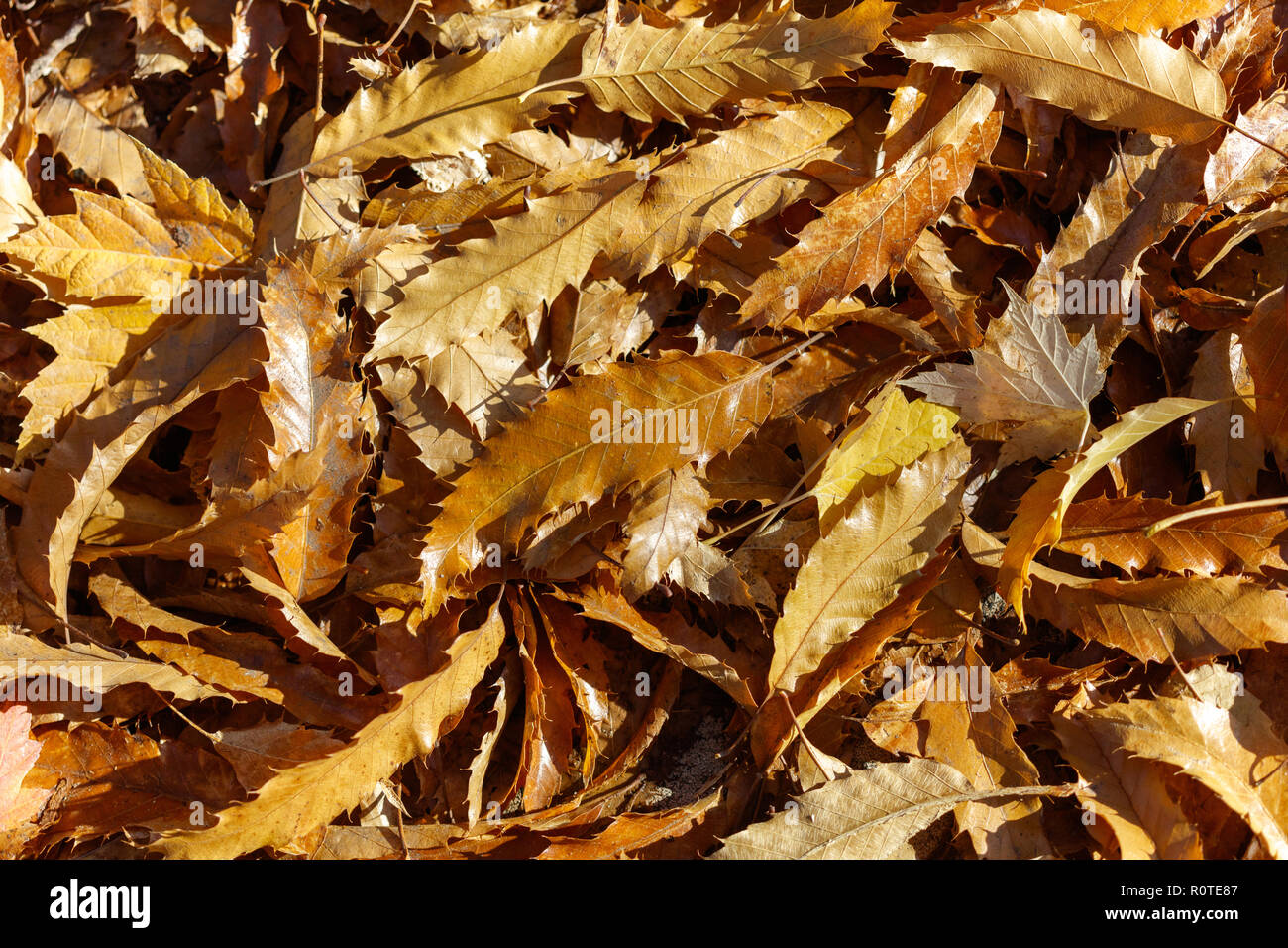 Chestnut tree leaves hi-res stock photography and images - Alamy