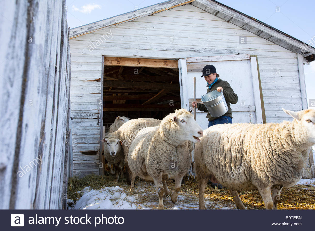 Tending to sheep hi-res stock photography and images - Alamy