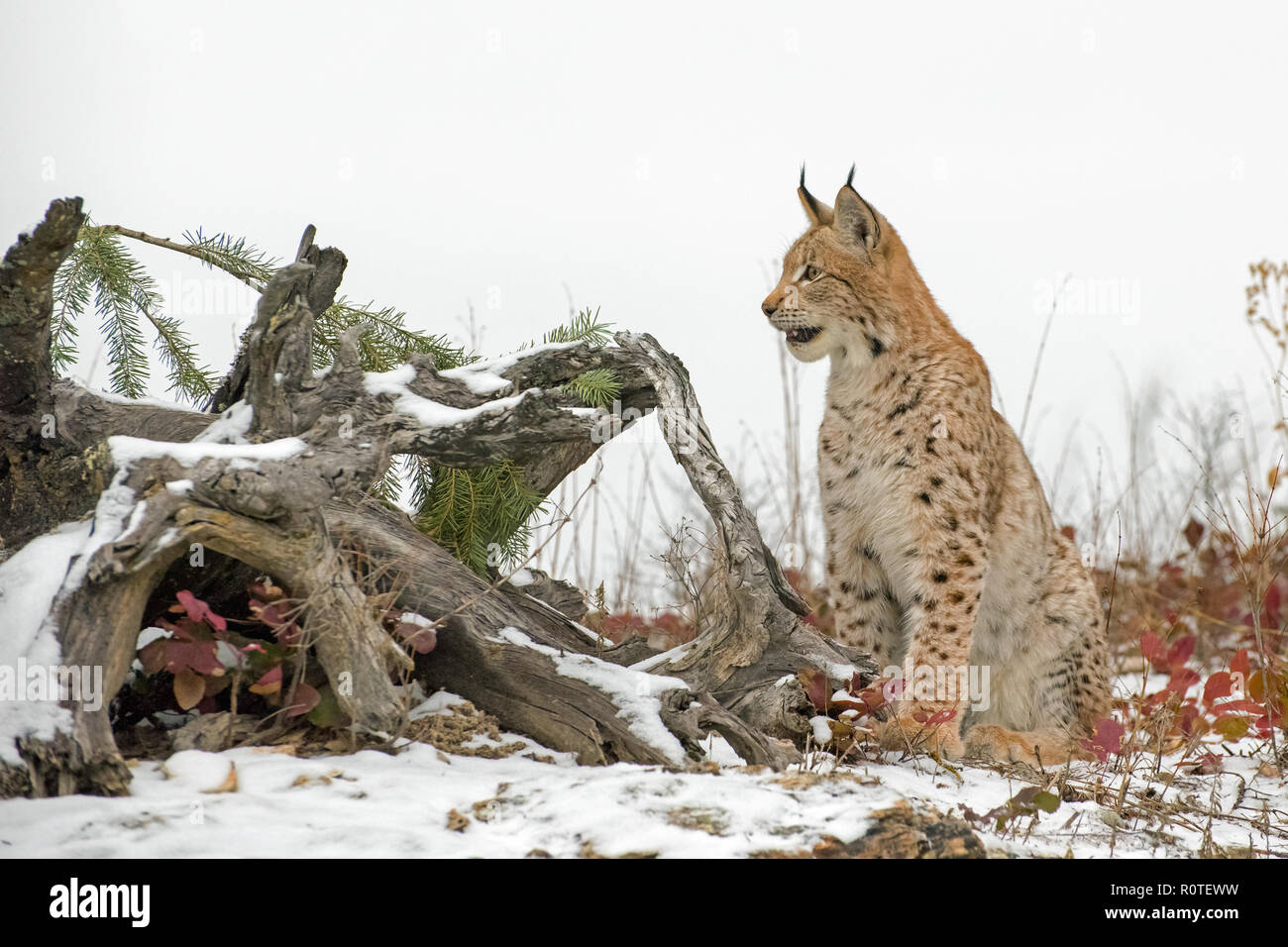 Siberian Lynx Cub Kitten in the Snow 3 Stock Photo - Alamy