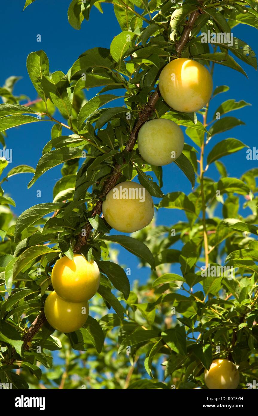Plums tree - fruits, Brenes, Seville province, Region of Andalusia ...