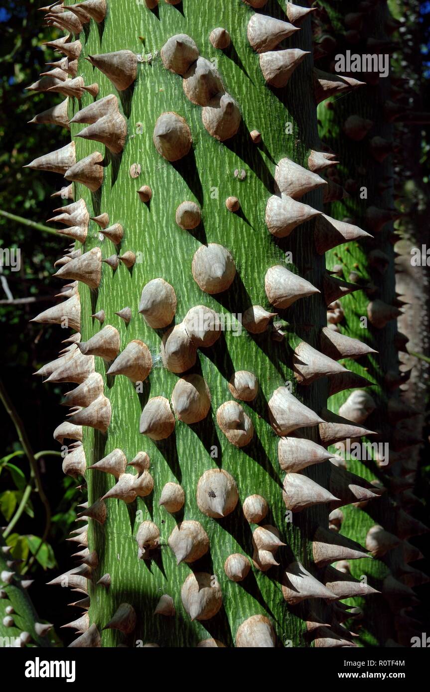 Silk floss tree (Chorisia speciosa), The Alamillo Park, Seville, Region ...