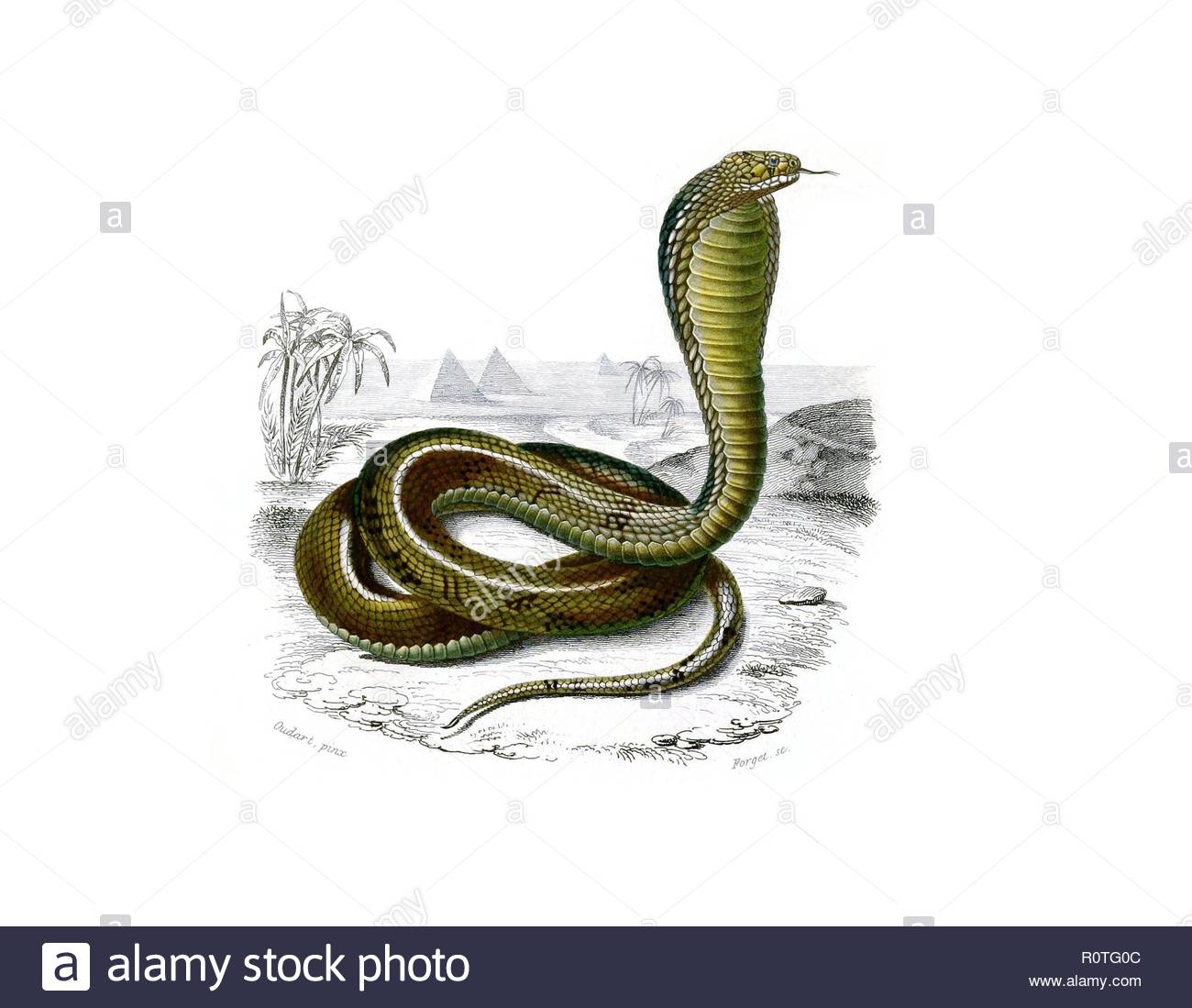 African Herpetofauna High Resolution Stock Photography and Images - Alamy