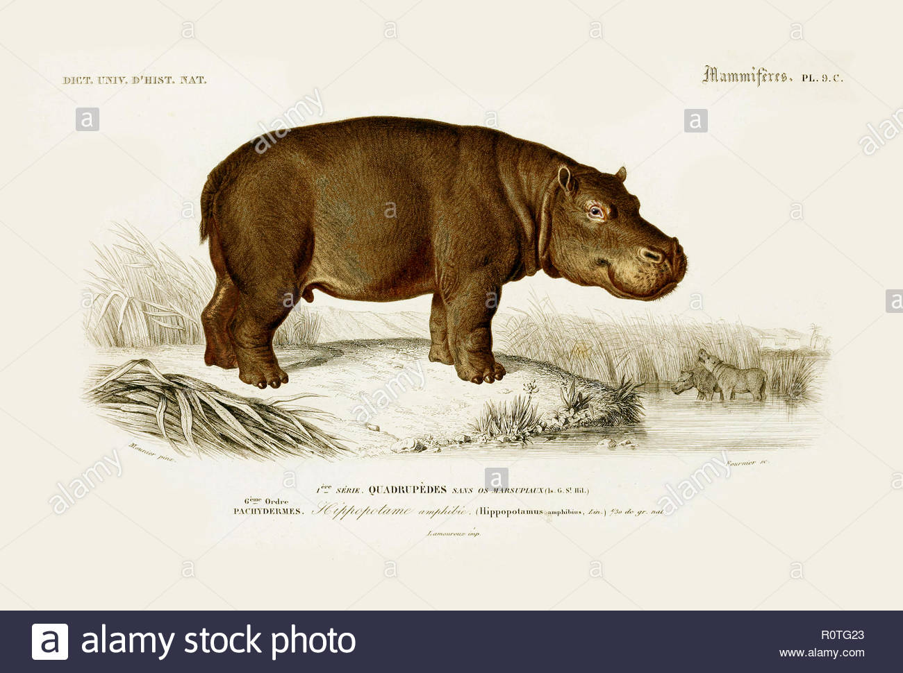 Pictures Of Hippopotamus Stock Photos & Pictures Of Hippopotamus Stock ...