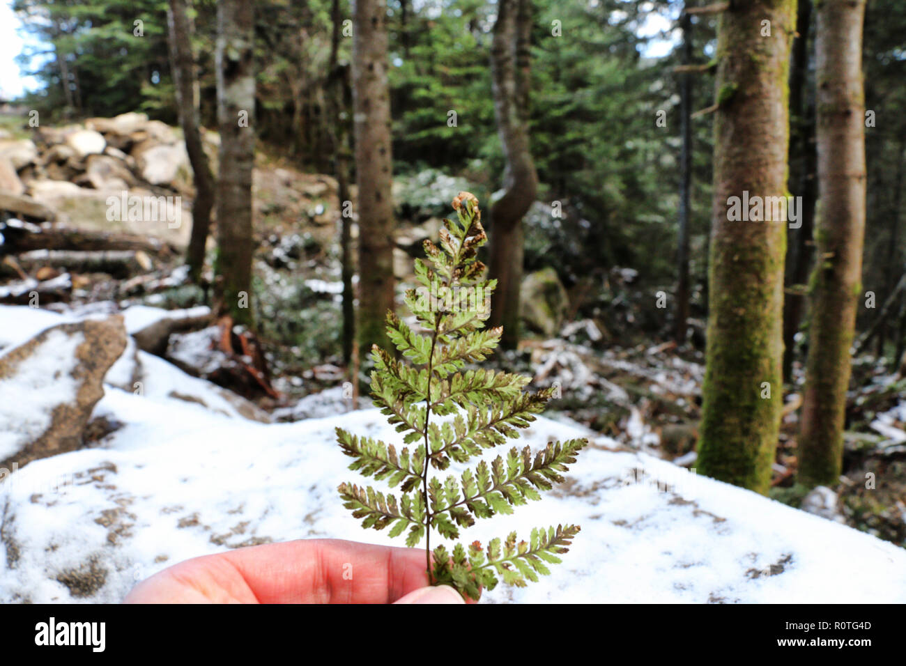 Mont Megantic National Park , Quebec Province, Canada Stock Photo - Alamy
