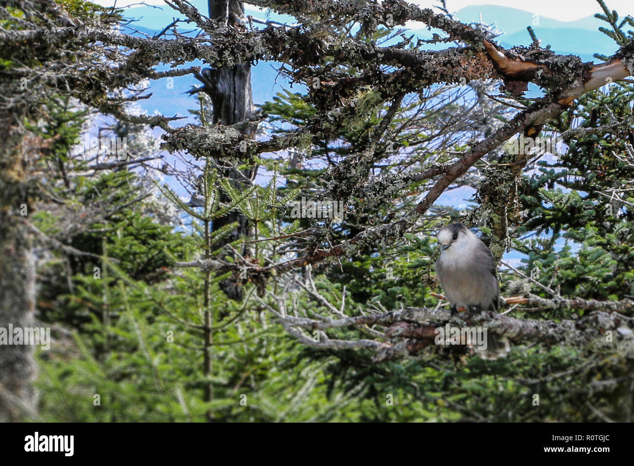 Grey Jay Bird on a Tree in Mont Megantic National Park - Quebec Stock ...