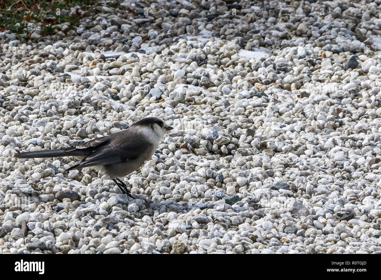 Lovely Gray Bird Stock Photo - Alamy