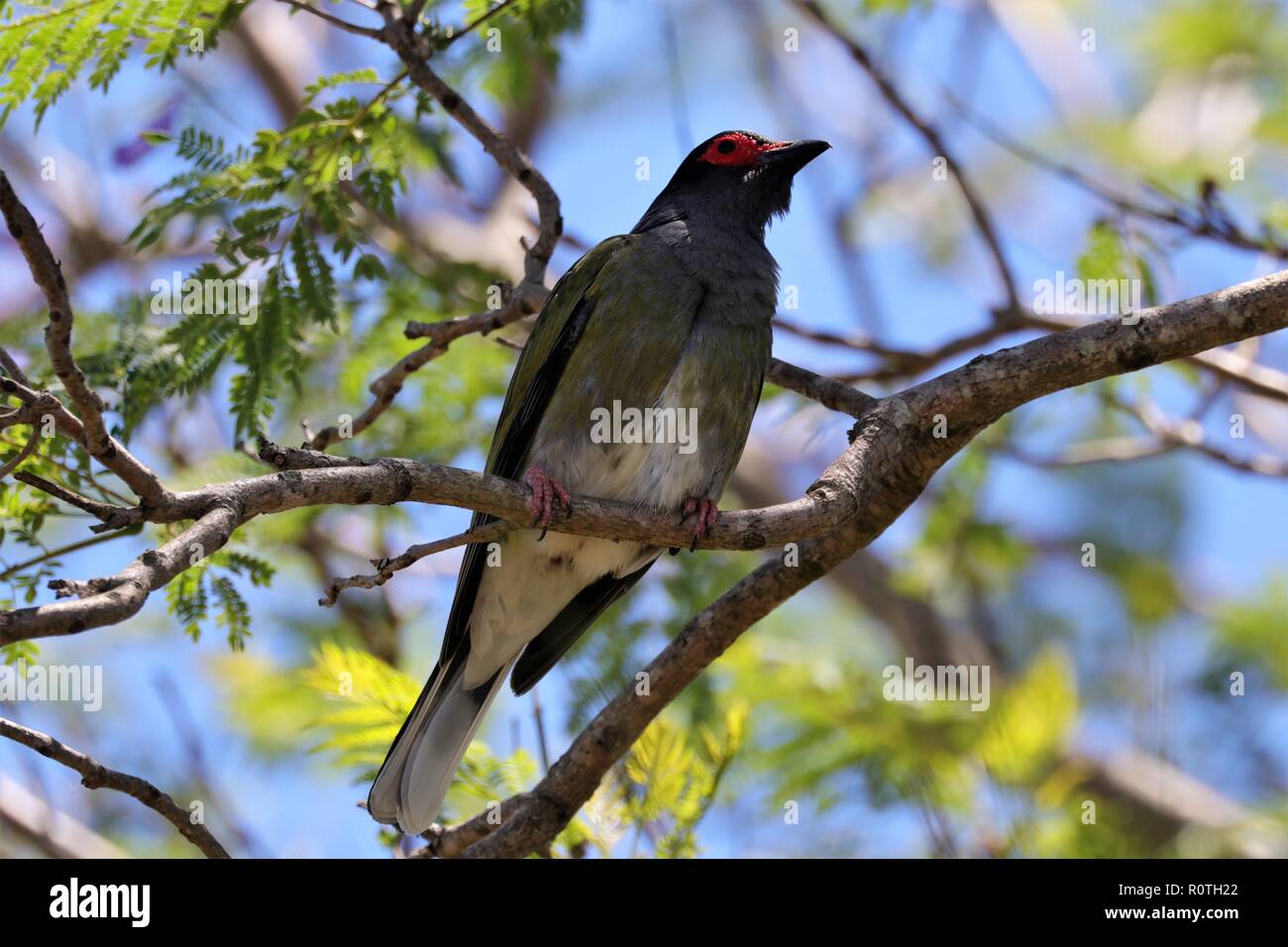 Figbird hi-res stock photography and images - Alamy