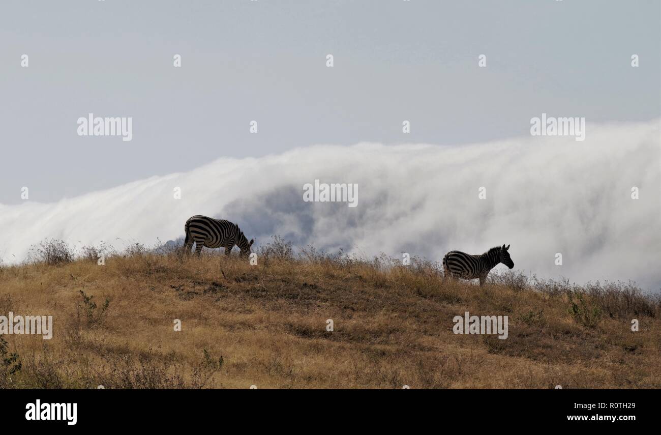 In the wild Stock Photo - Alamy