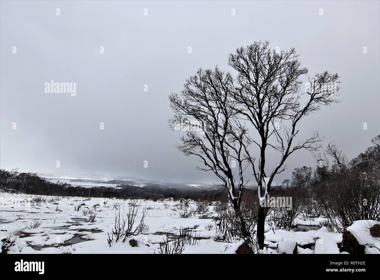 Gullet hi-res stock photography and images - Alamy