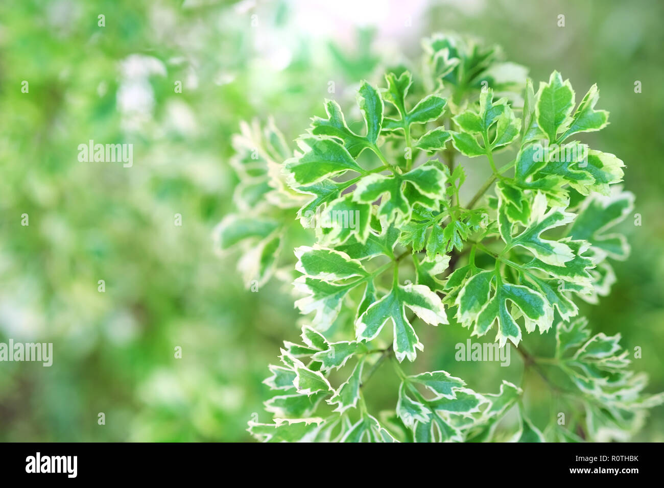 flower in garden on sunset background Stock Photo - Alamy